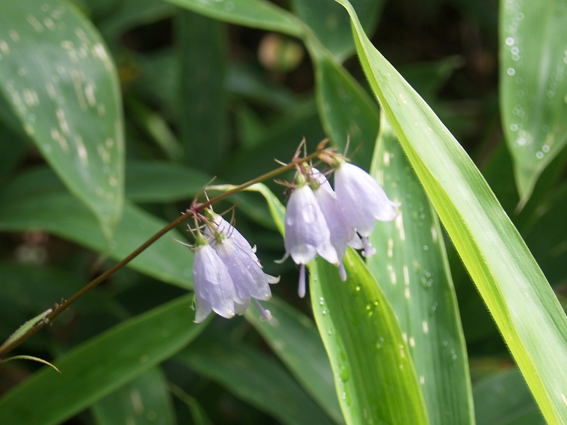 ツリガネニンジン【釣鐘人参】｜登山・トレッキング初心者のルートガイド
