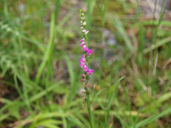 ネジバナ【捩花】｜登山・トレッキング初心者のルートガイド